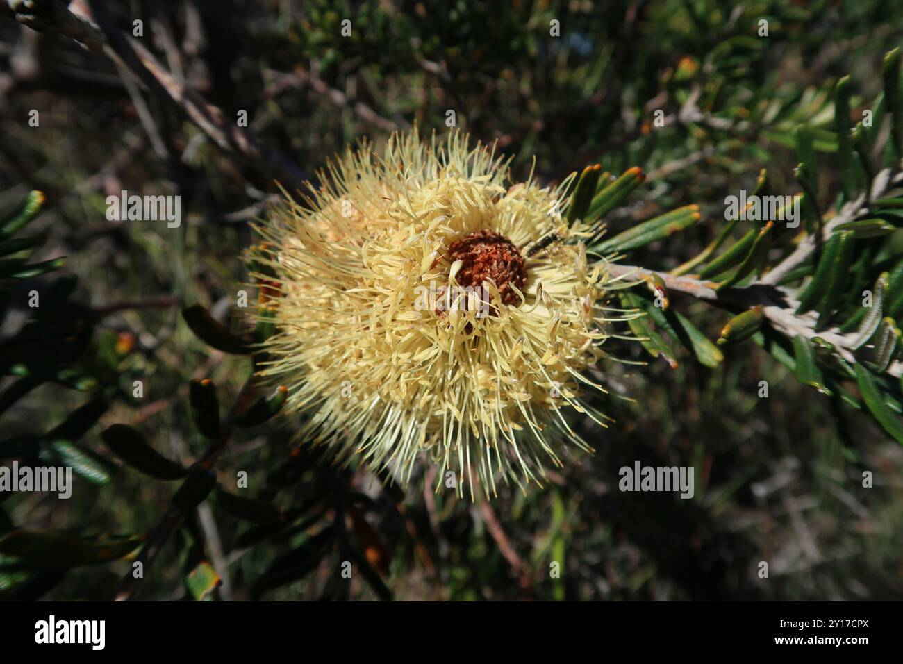 Silver Banksia (Banksia marginata) Plantae Stock Photo - Alamy