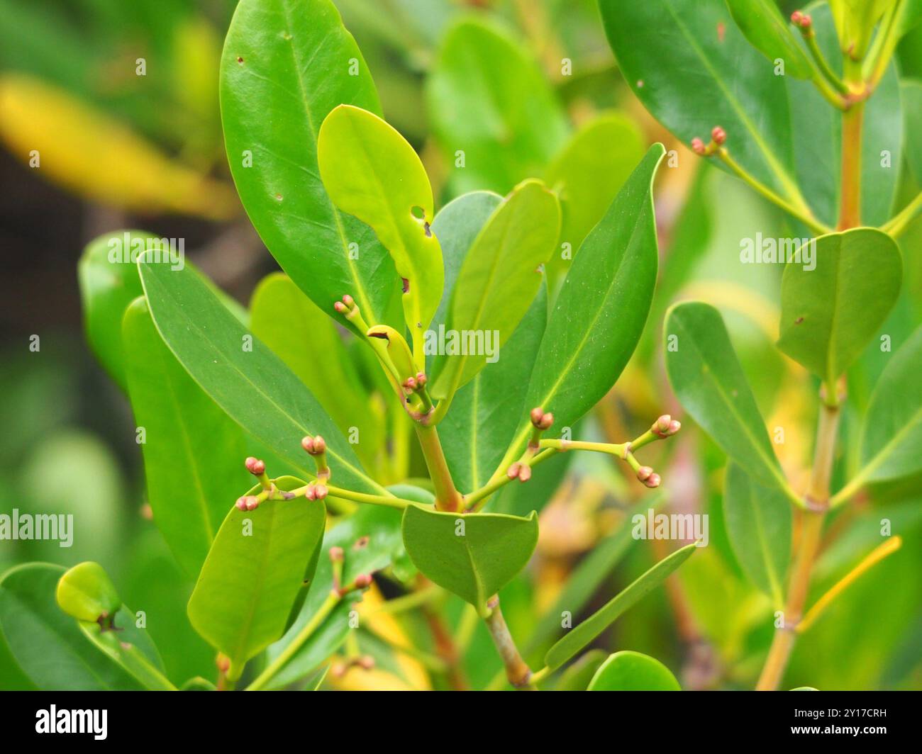 (Kandelia obovata) Plantae Stock Photo - Alamy