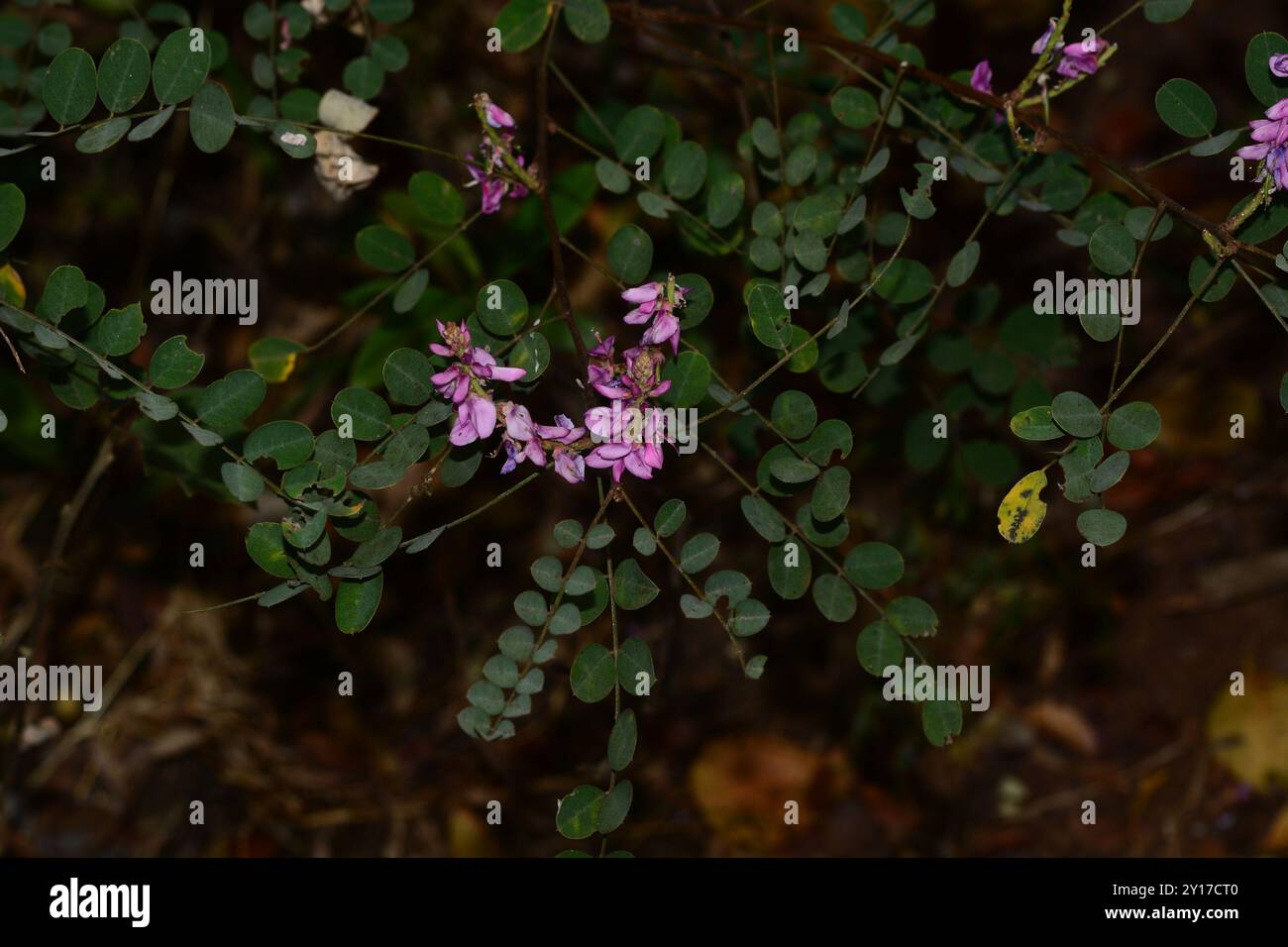 (Indigofera cassioides) Plantae Stock Photo - Alamy