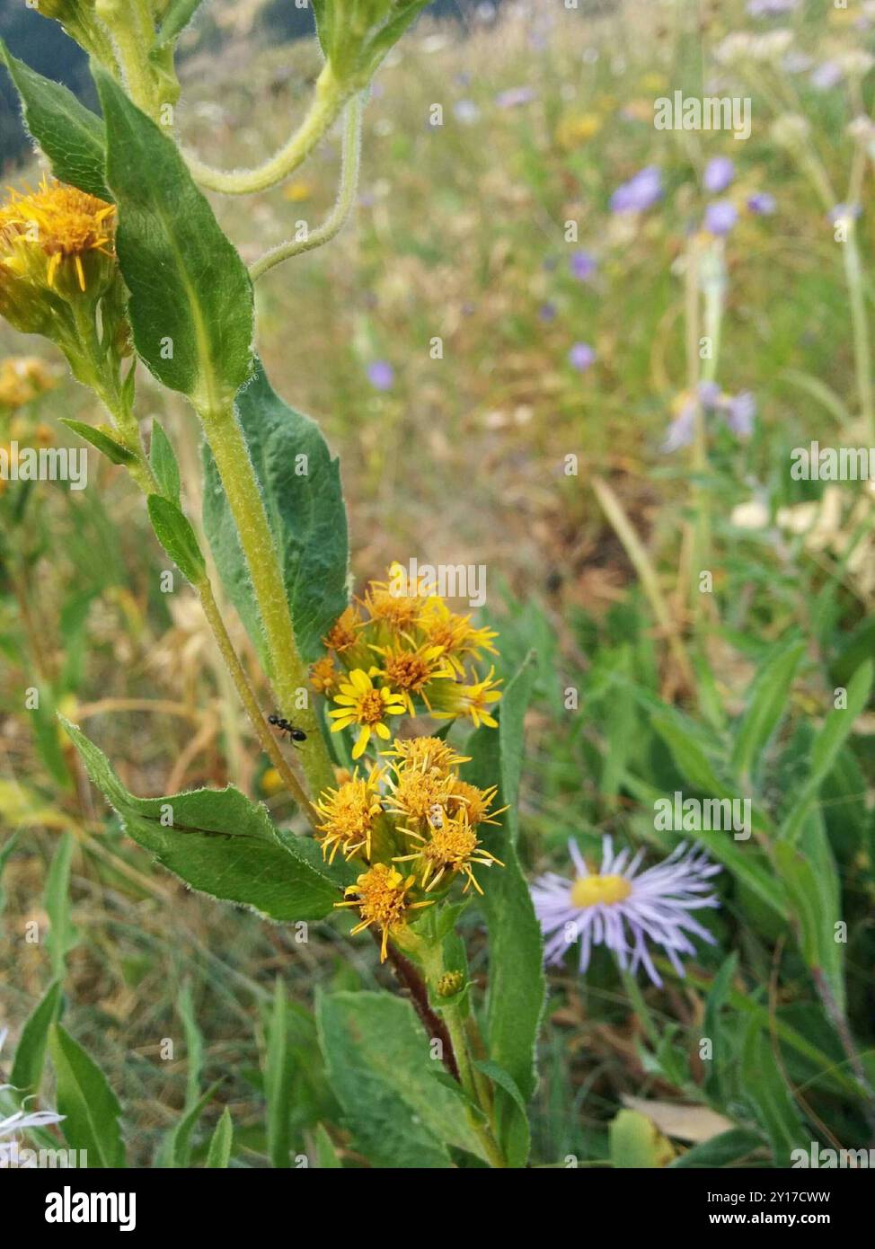 northern goldenrod (Solidago multiradiata) Plantae Stock Photo - Alamy