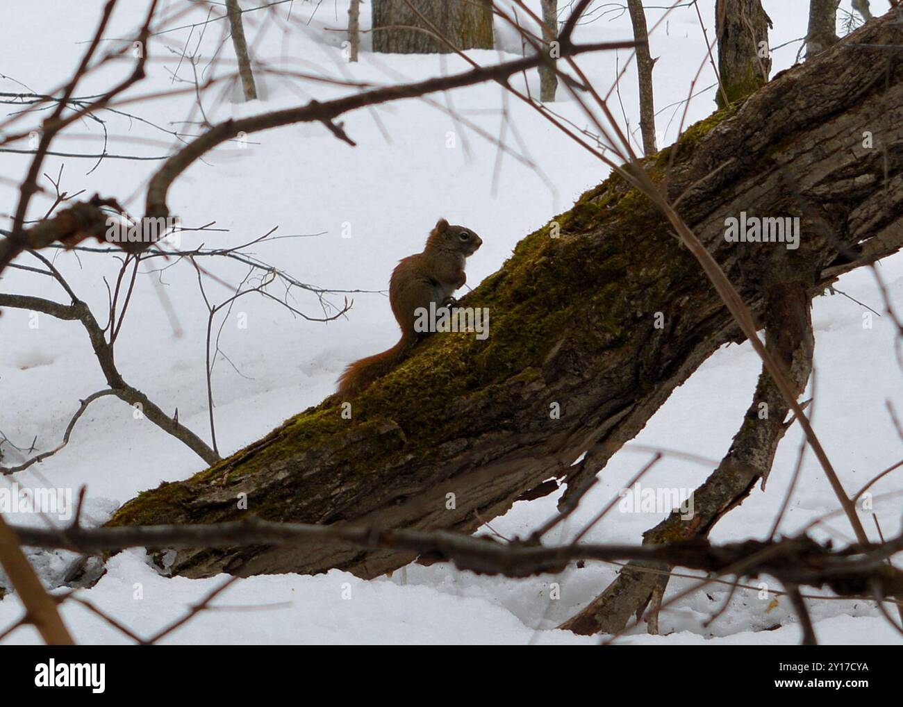 American Red Squirrel (Tamiasciurus hudsonicus) Mammalia Stock Photo ...
