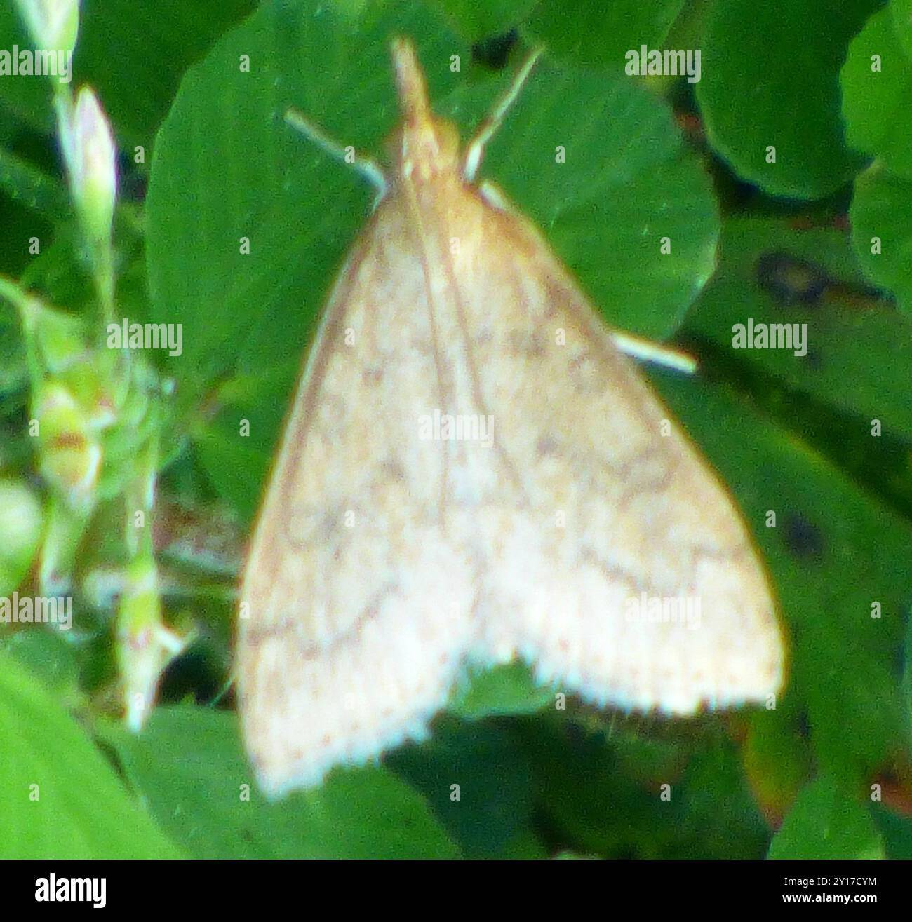 Celery Leaftier Moth (Udea rubigalis) Insecta Stock Photo - Alamy