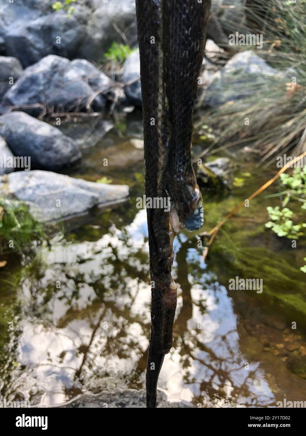 Two-striped Garter Snake (Thamnophis hammondii) Reptilia Stock Photo ...