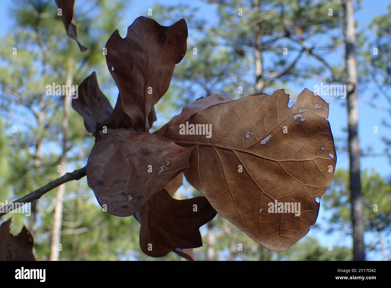 blackjack oak (Quercus marilandica) Plantae Stock Photo - Alamy