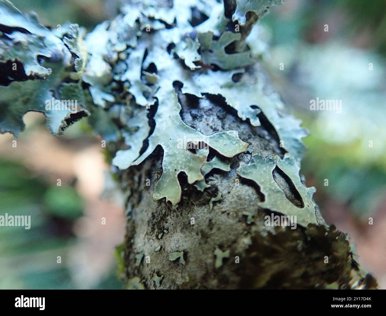 shield lichen (Parmelia sulcata) Fungi Stock Photo - Alamy
