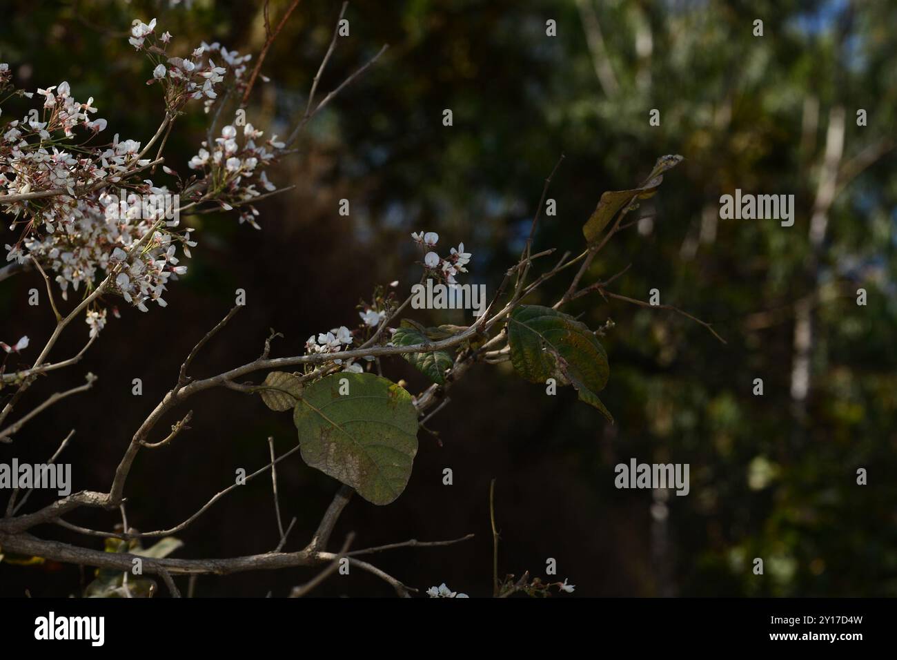 Ujjain Desmodium Tree (Ougeinia oojeinensis) Plantae Stock Photo - Alamy