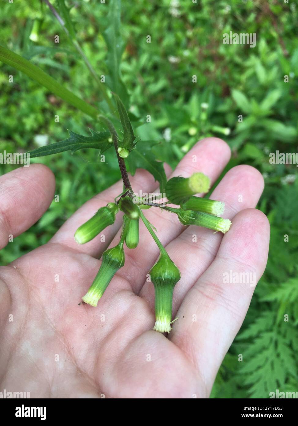 American burnweed (Erechtites hieraciifolius) Plantae Stock Photo - Alamy