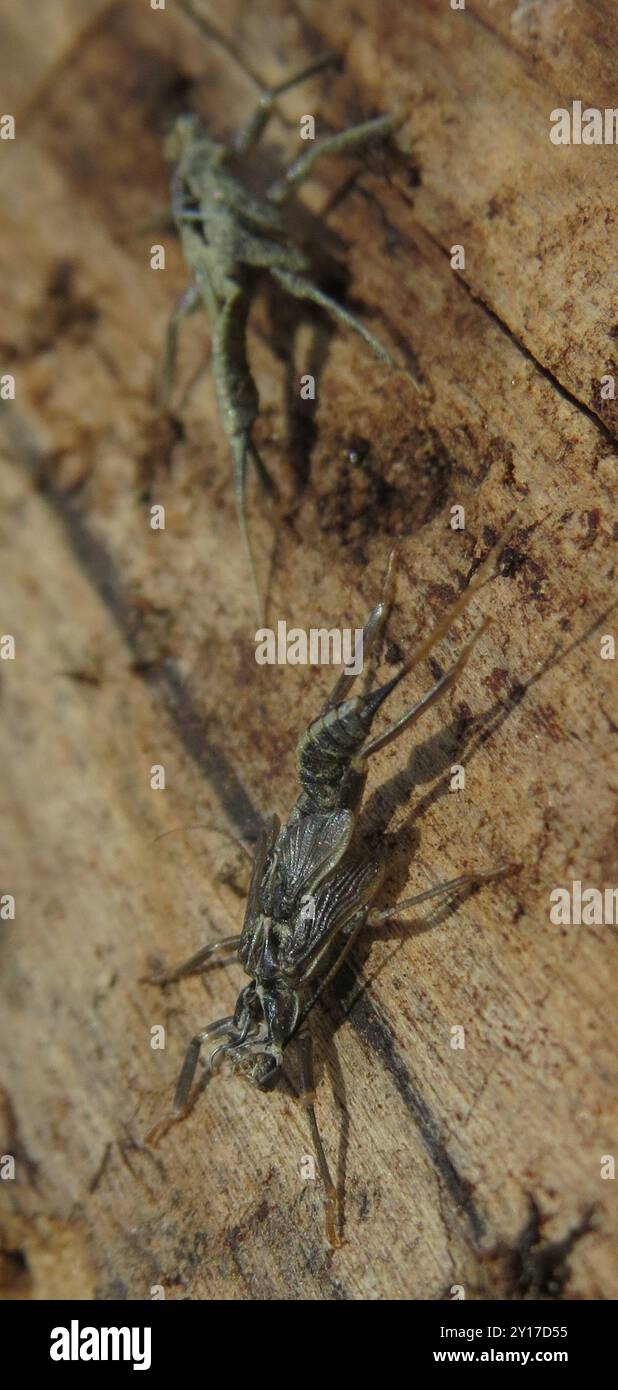 Small Winter Stoneflies (Capniidae) Insecta Stock Photo - Alamy