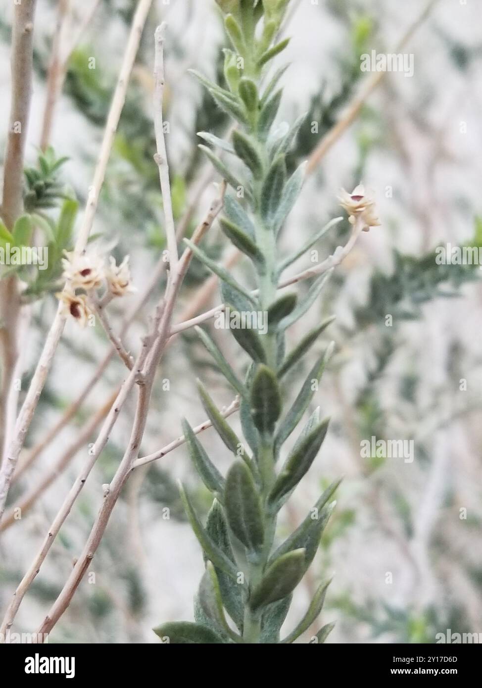 arrowweed (Pluchea sericea) Plantae Stock Photo - Alamy