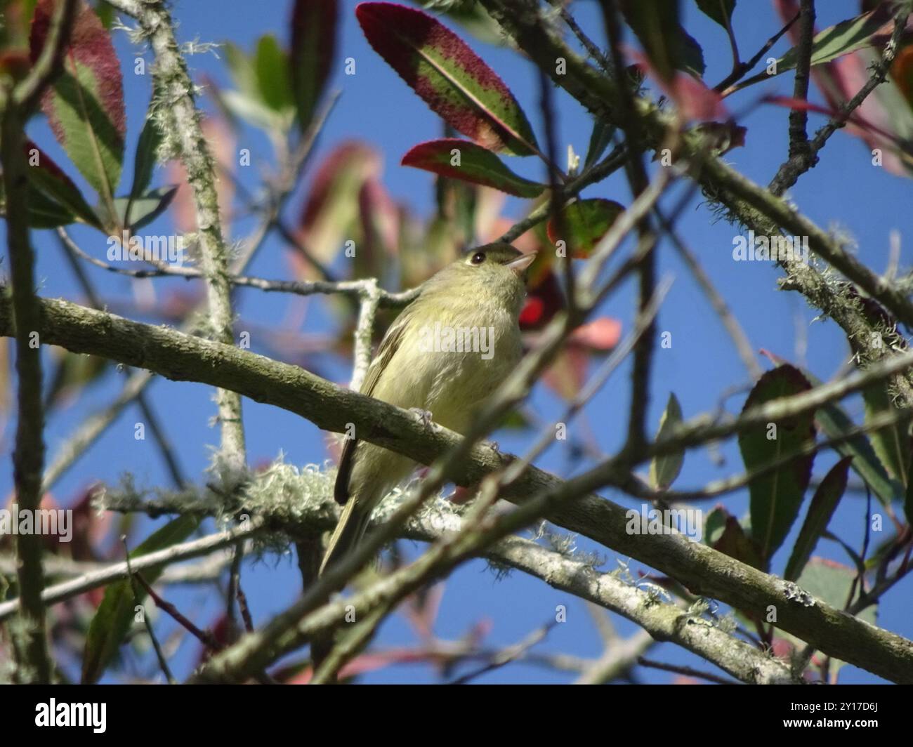 Hutton's Vireo (Vireo huttoni) Aves Stock Photo - Alamy