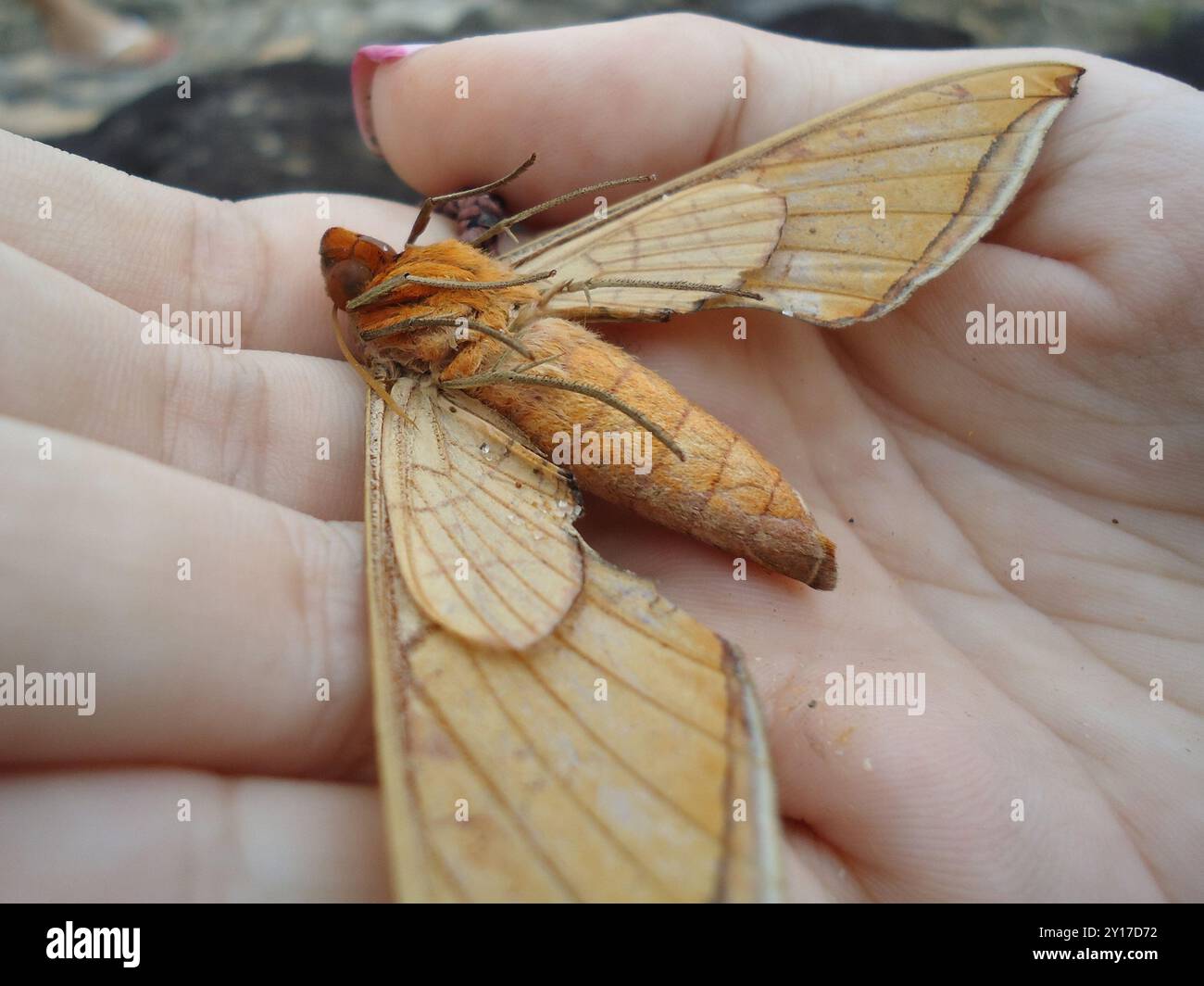 Streaked Sphinx (Protambulyx strigilis) Insecta Stock Photo - Alamy