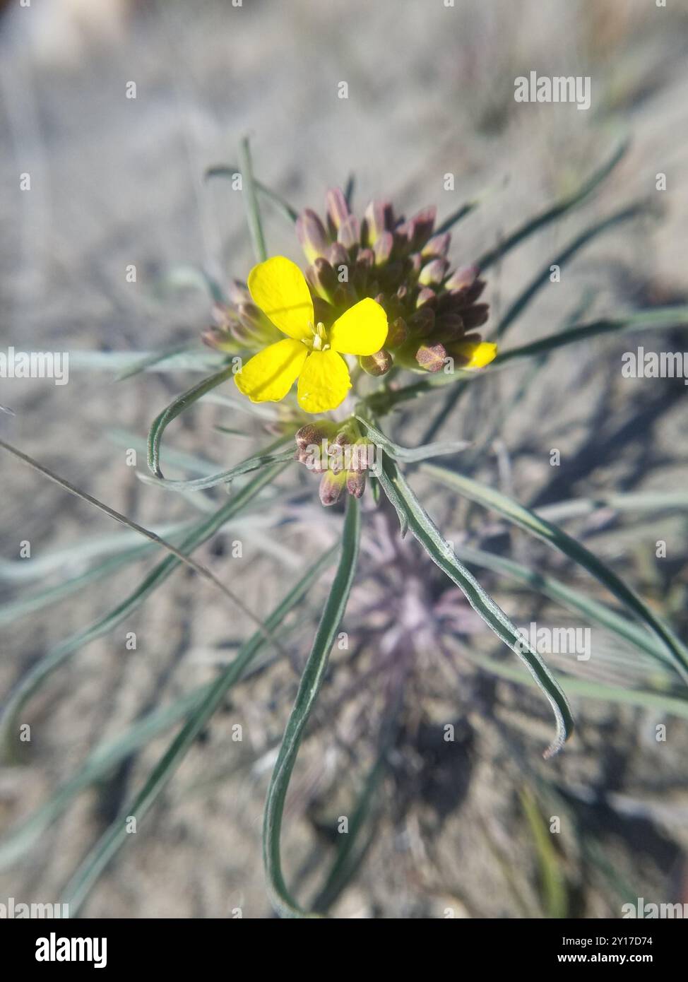 Prairie-rocket Wallflower (Erysimum asperum) Plantae Stock Photo - Alamy