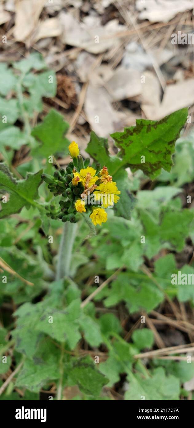 Oriental false hawksbeard (Youngia japonica) Plantae Stock Photo - Alamy
