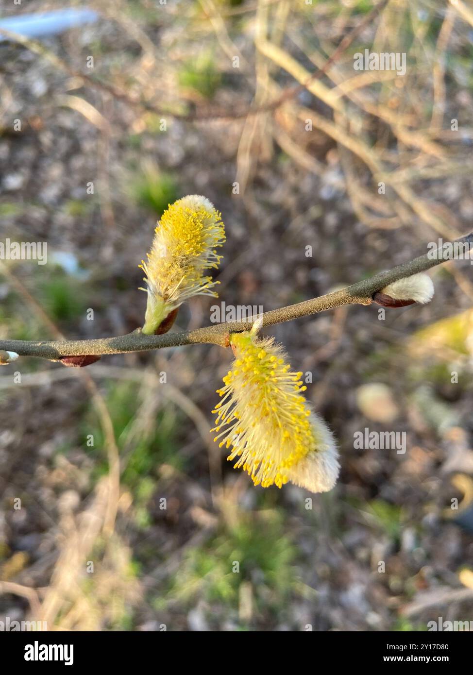goat willow (Salix caprea) Plantae Stock Photo - Alamy