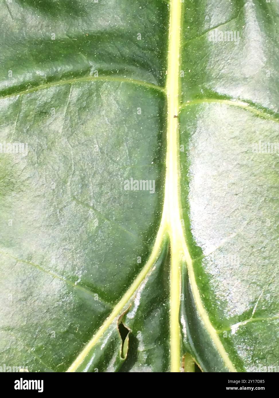 Bear's breeches (Acanthus mollis) Plantae Stock Photo - Alamy