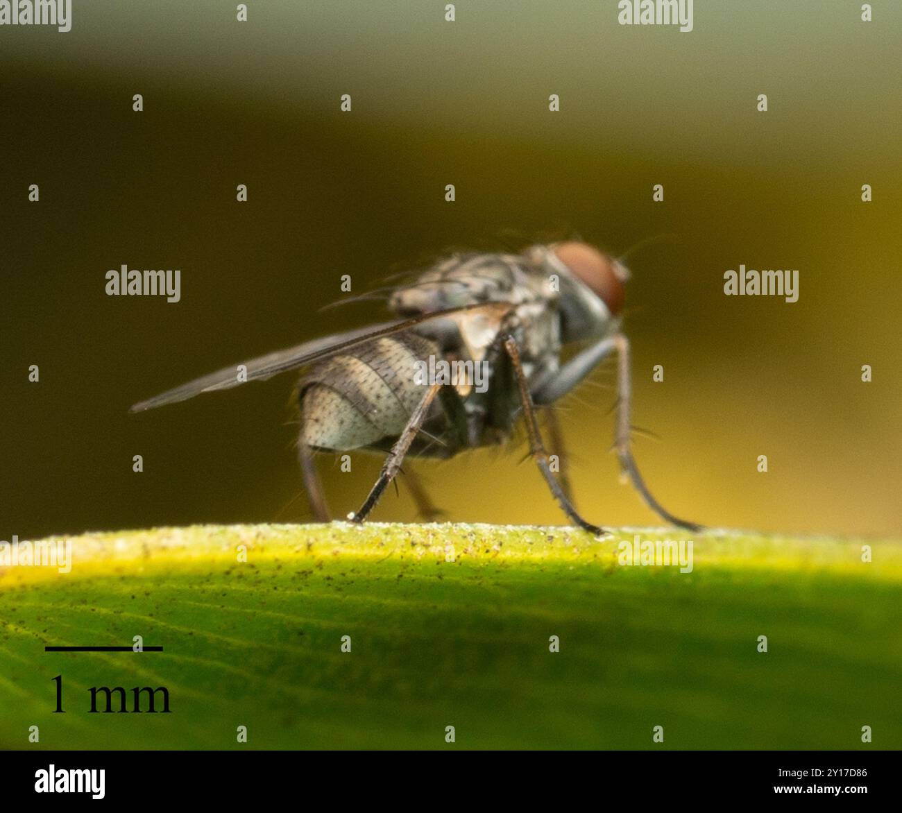 Muscoid Flies (Muscoidea) Insecta Stock Photo - Alamy