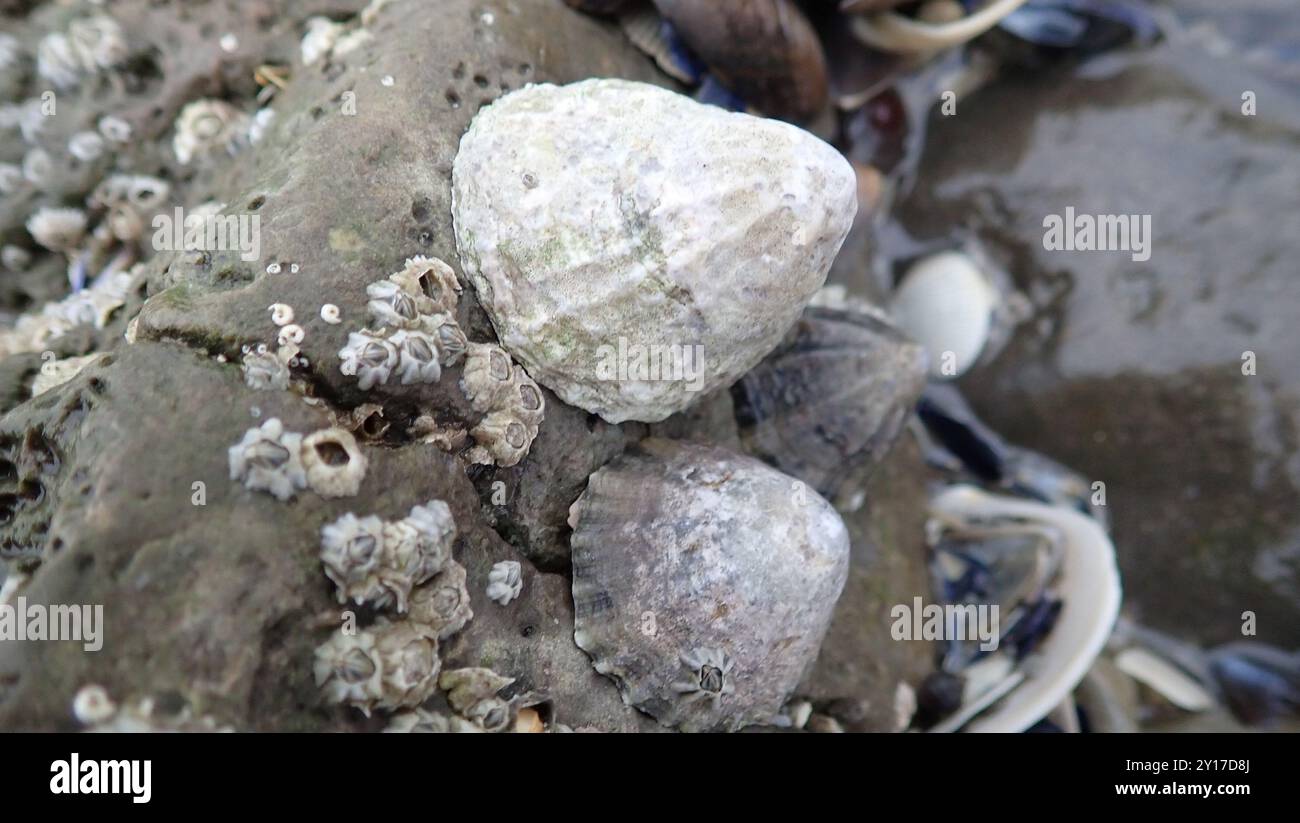 Common European Limpet (Patella vulgata) Mollusca Stock Photo - Alamy