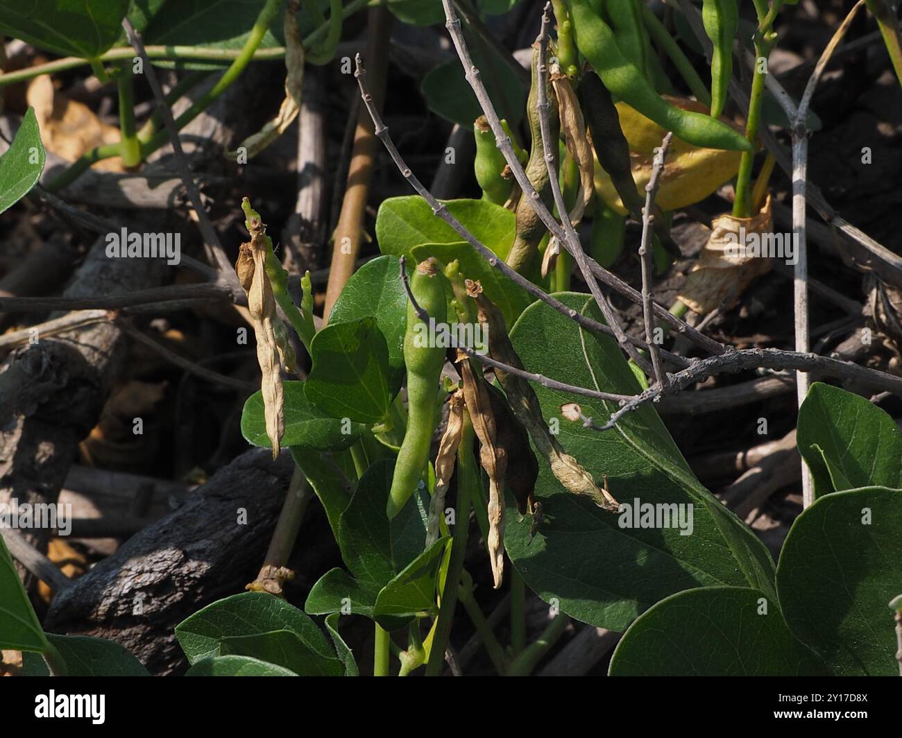beach pea (Vigna marina) Plantae Stock Photo - Alamy