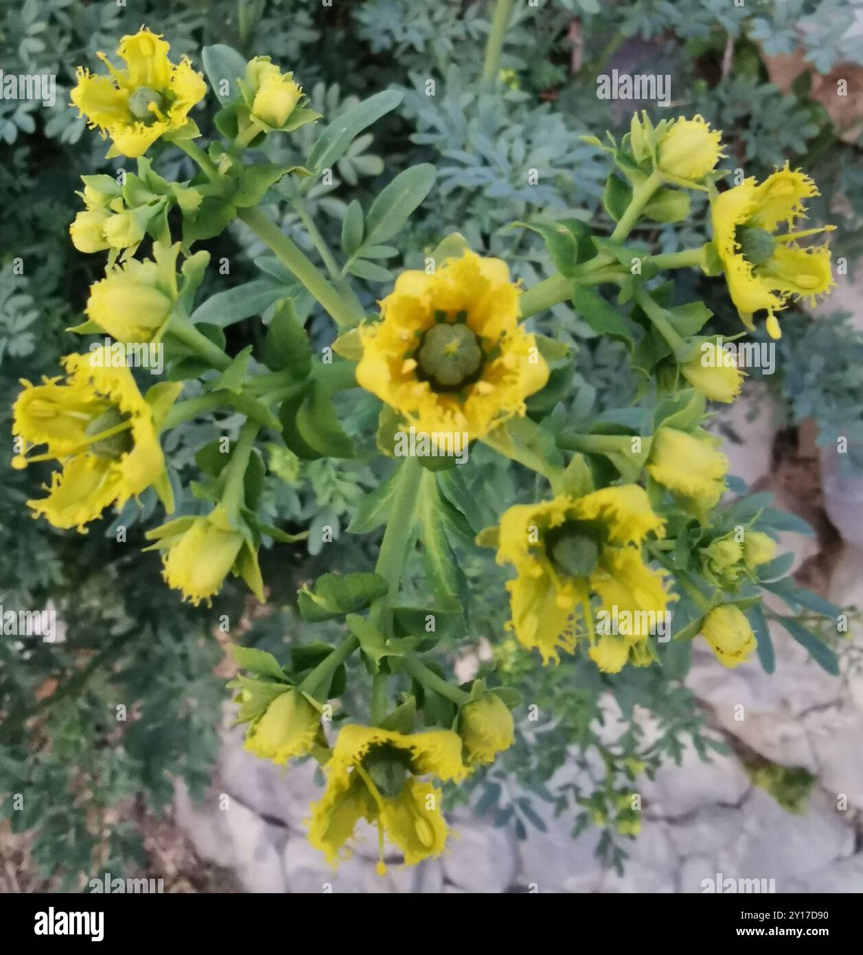 Fringed Rue (Ruta chalepensis) Plantae Stock Photo - Alamy