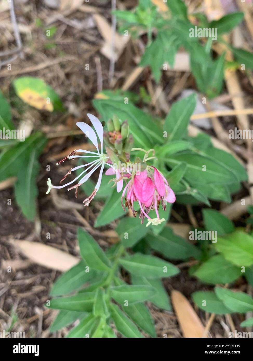 roadside gaura (Oenothera suffulta) Plantae Stock Photo - Alamy