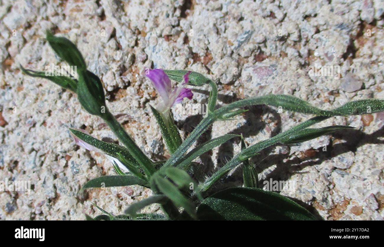 Panicled Foldwing (Dicliptera paniculata) Plantae Stock Photo - Alamy