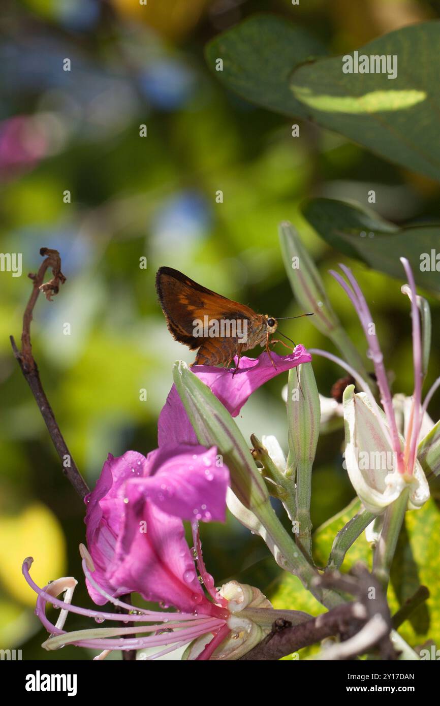 Caribbean Skipper (Choranthus antiqua) Insecta Stock Photo - Alamy