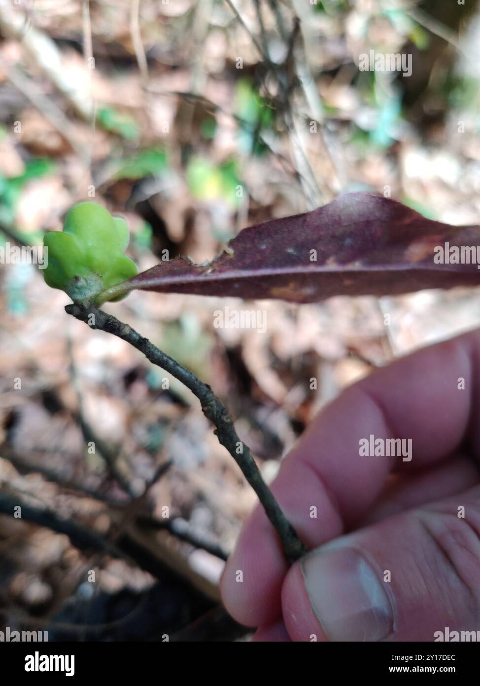 Exobasidium hi-res stock photography and images - Alamy