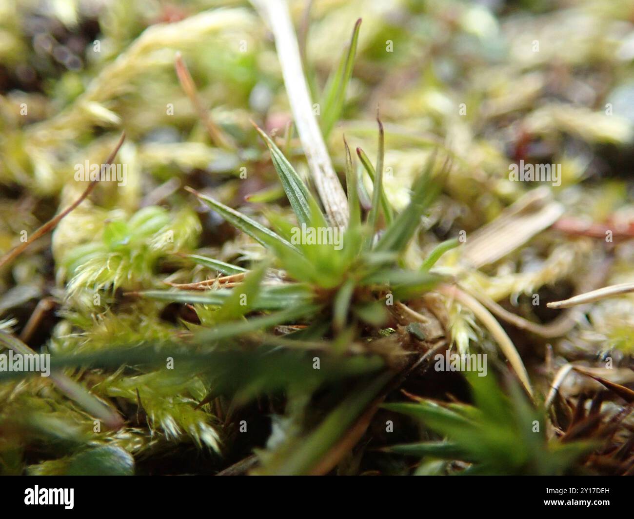 juniper haircap moss (Polytrichum juniperinum) Plantae Stock Photo - Alamy