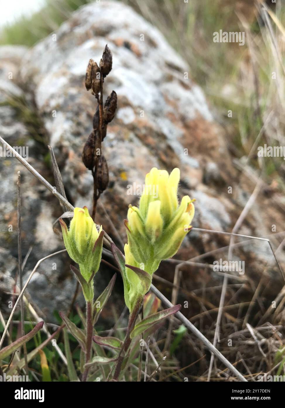 Tiburon paintbrush (Castilleja affinis neglecta) Plantae Stock Photo ...