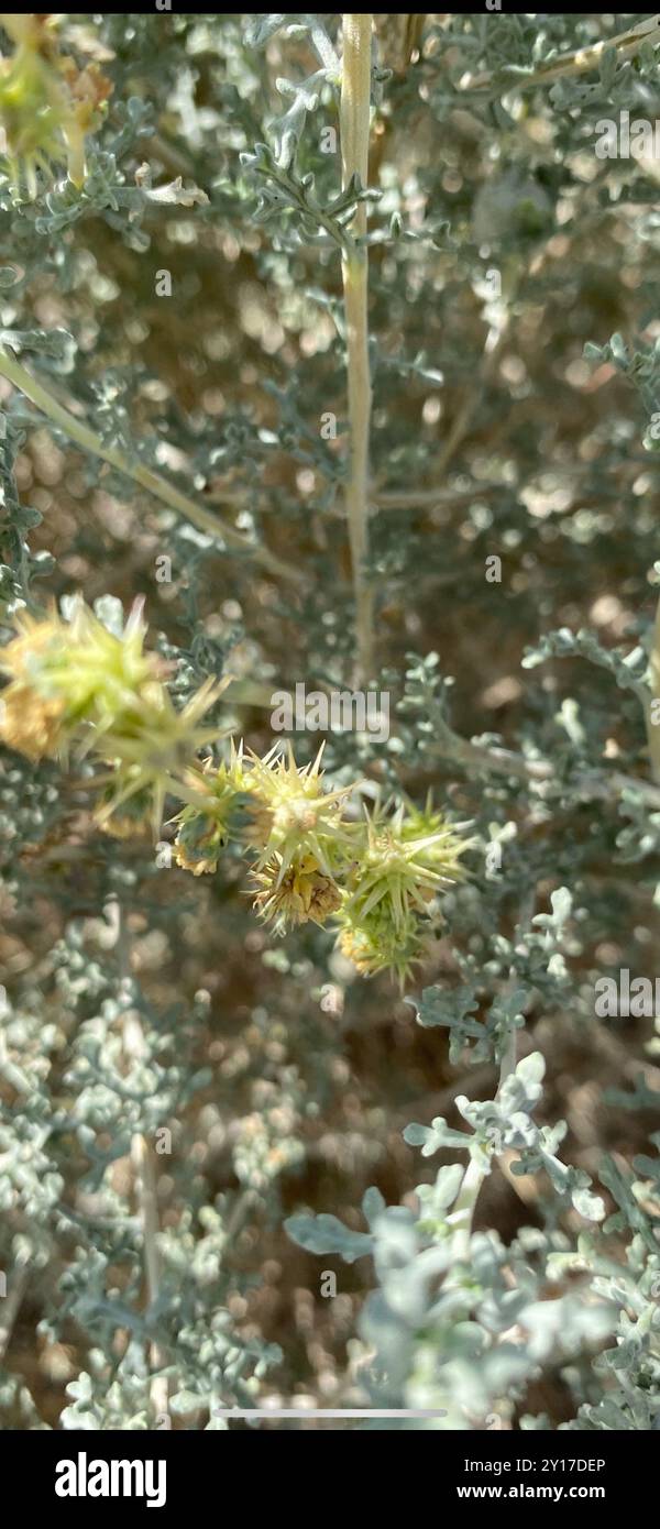 Burrobush (Ambrosia dumosa) Plantae Stock Photo - Alamy