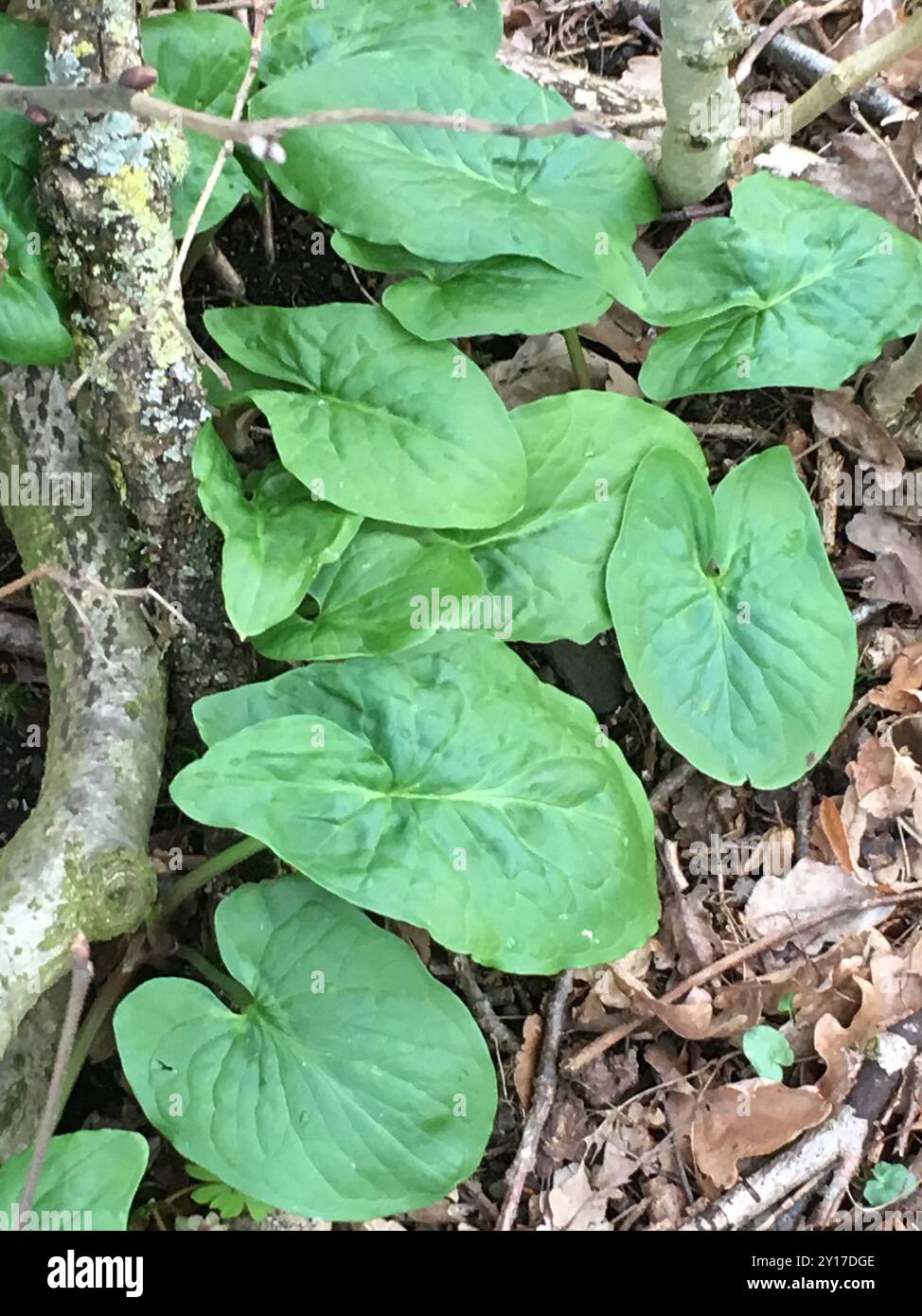 Cuckoo-pint (Arum maculatum) Plantae Stock Photo - Alamy