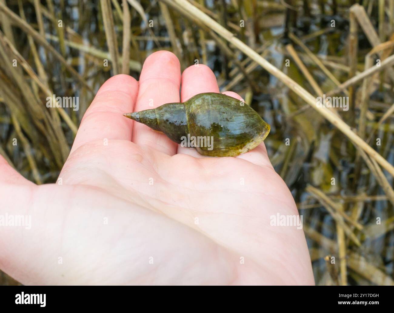 Great Pond Snail (Lymnaea stagnalis) Mollusca Stock Photo - Alamy