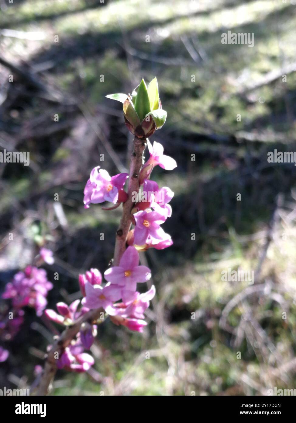 Mezereon (Daphne mezereum) Plantae Stock Photo - Alamy