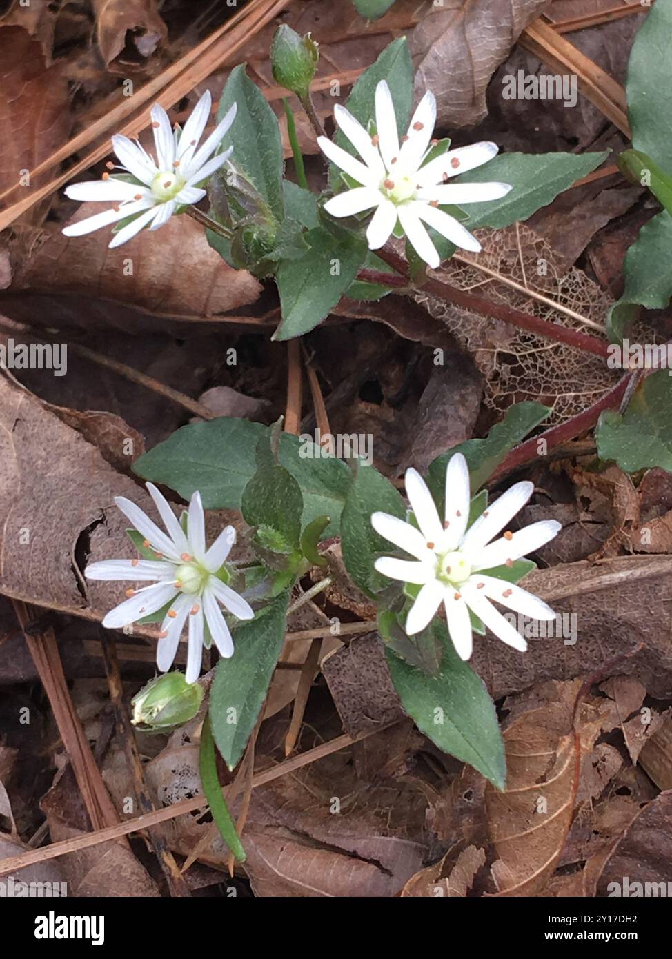 star chickweed (Stellaria pubera) Plantae Stock Photo - Alamy