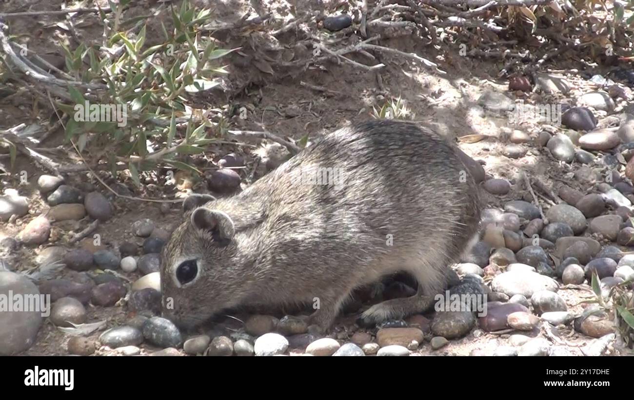 Southern Mountain Cavy (Microcavia australis) Mammalia Stock Photo - Alamy