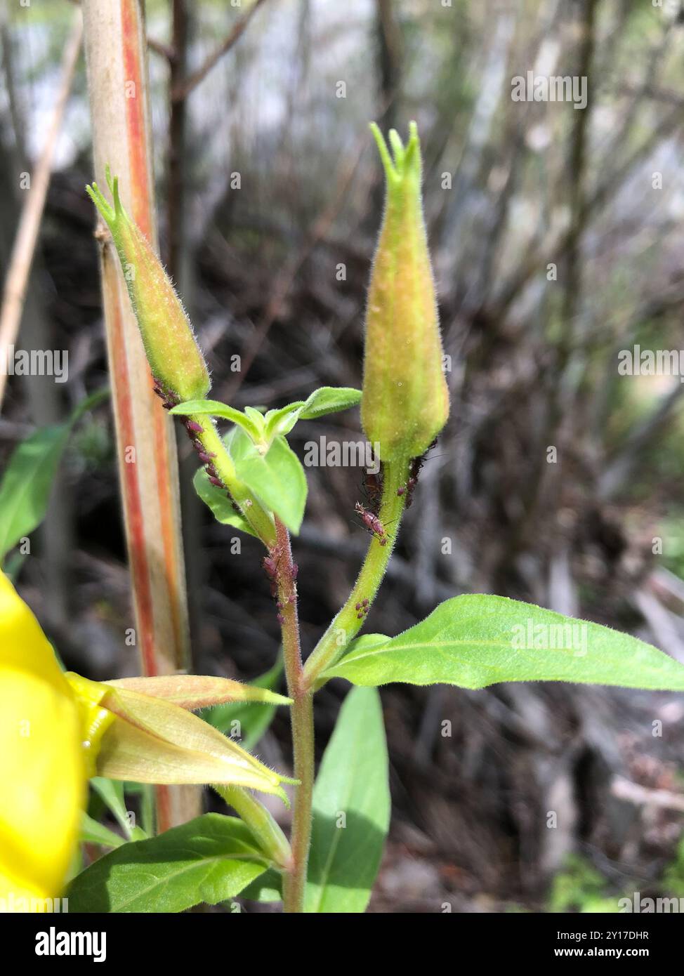 tall evening primrose (Oenothera elata) Plantae Stock Photo - Alamy