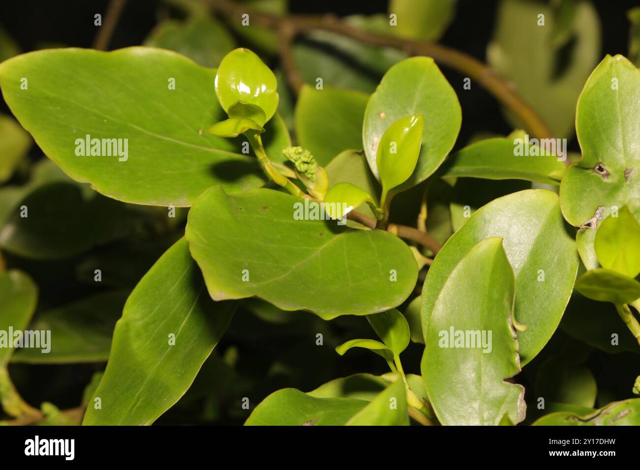 New Zealand Broadleaf (Griselinia littoralis) Plantae Stock Photo - Alamy