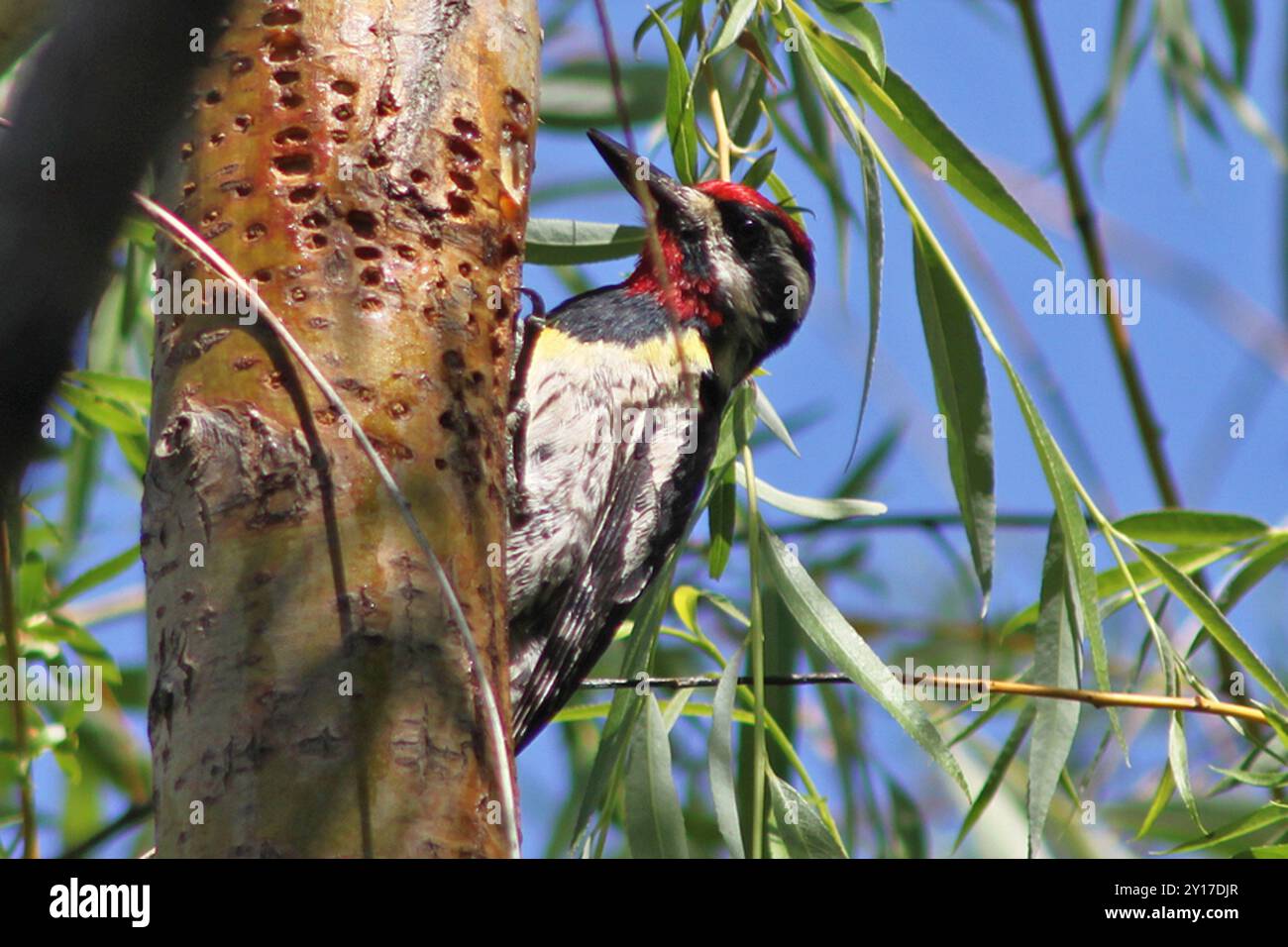 Yellow-bellied Sapsucker (Sphyrapicus varius) Aves Stock Photo - Alamy