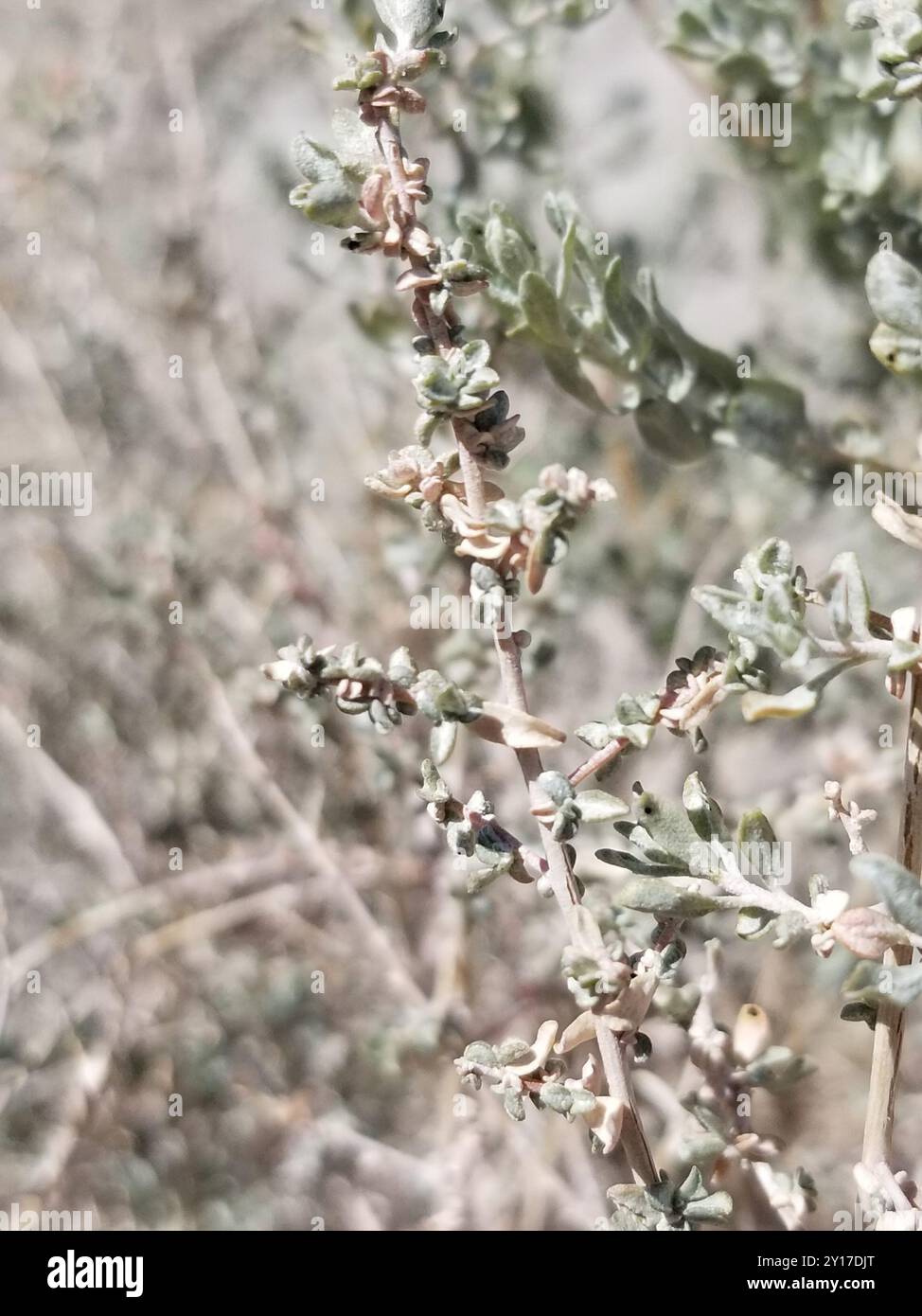 Cattle Saltbush (Atriplex polycarpa) Plantae Stock Photo - Alamy
