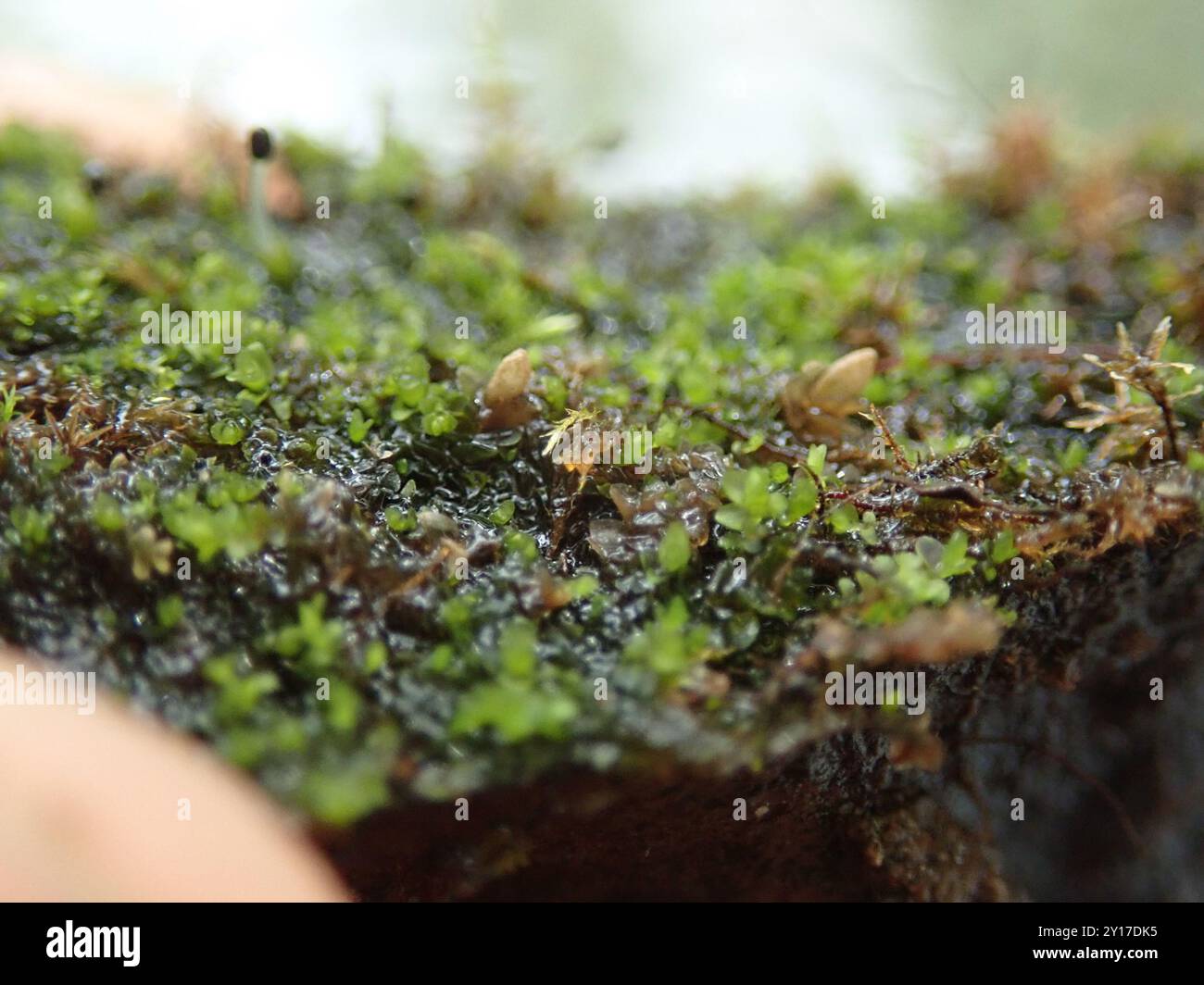 Dwarf Flapwort (Jungermannia pumila) Plantae Stock Photo - Alamy