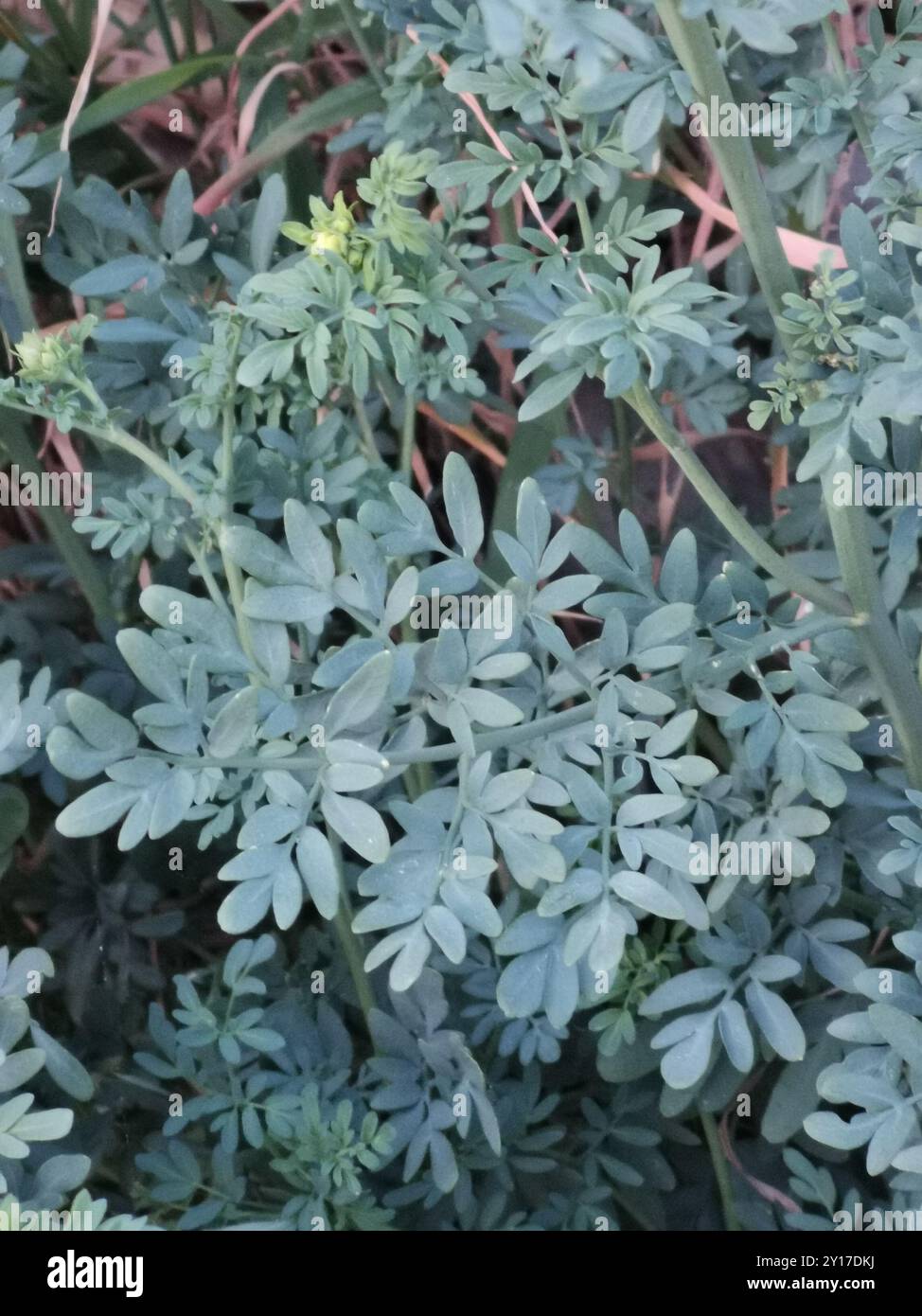 Fringed Rue (Ruta chalepensis) Plantae Stock Photo - Alamy