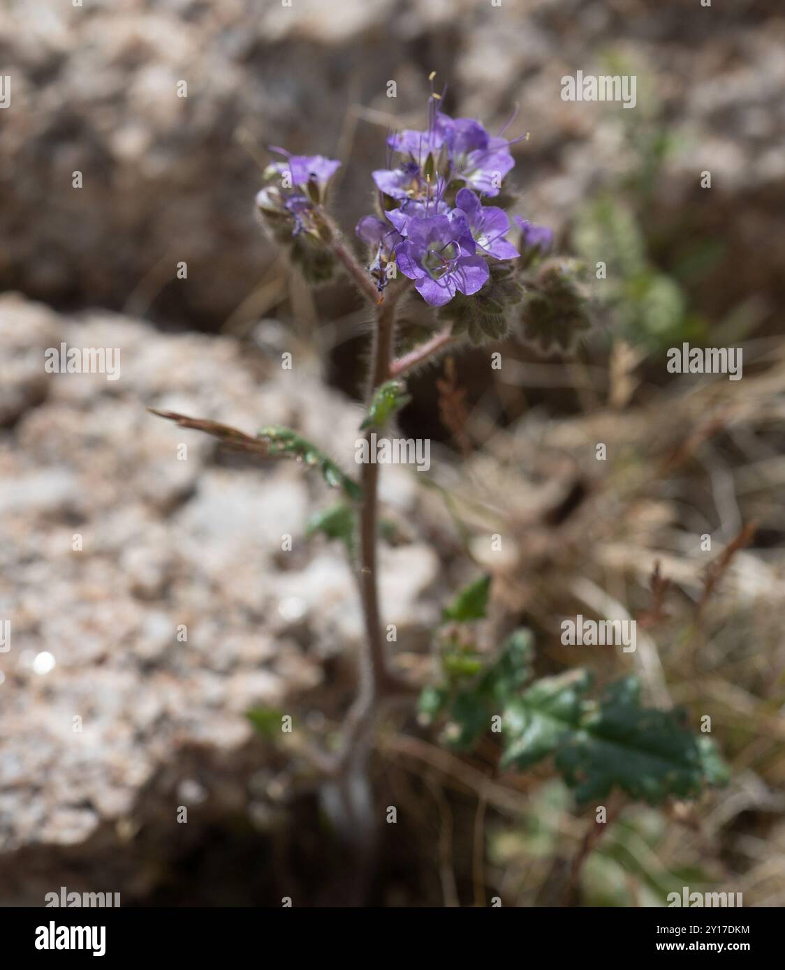 Notch-leaf Scorpionweed (Phacelia crenulata) Plantae Stock Photo - Alamy
