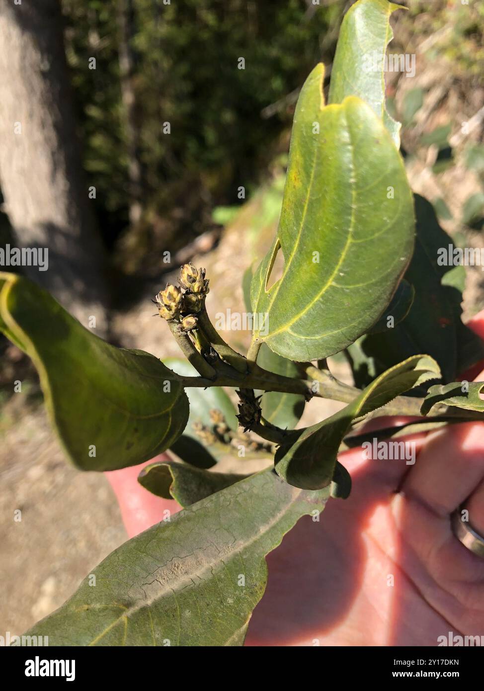 (Ceanothus velutinus laevigatus) Plantae Stock Photo - Alamy