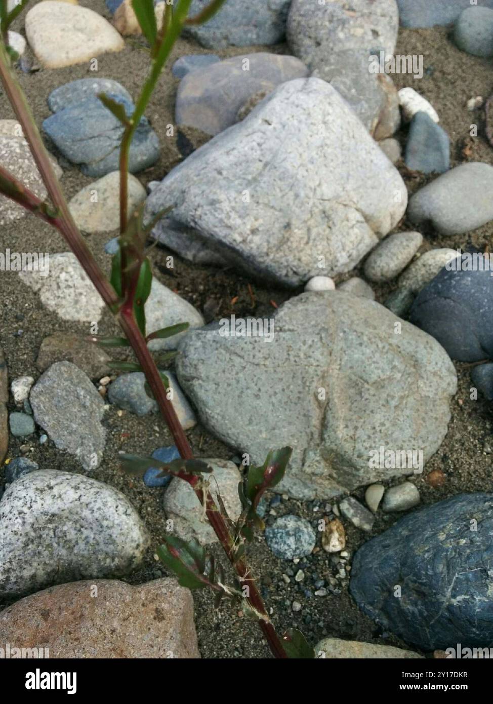 mustard family (Brassicaceae) Plantae Stock Photo - Alamy