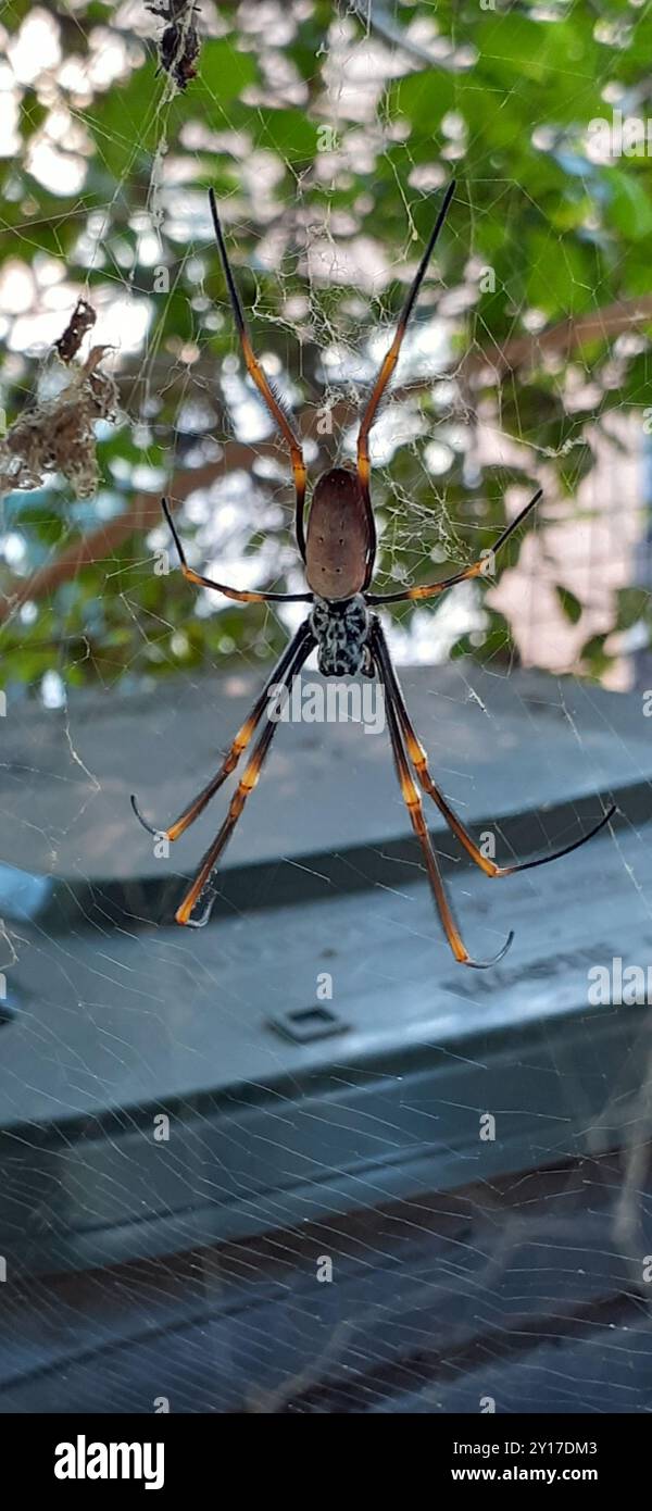 Tiger Spider (Trichonephila plumipes) Arachnida Stock Photo - Alamy