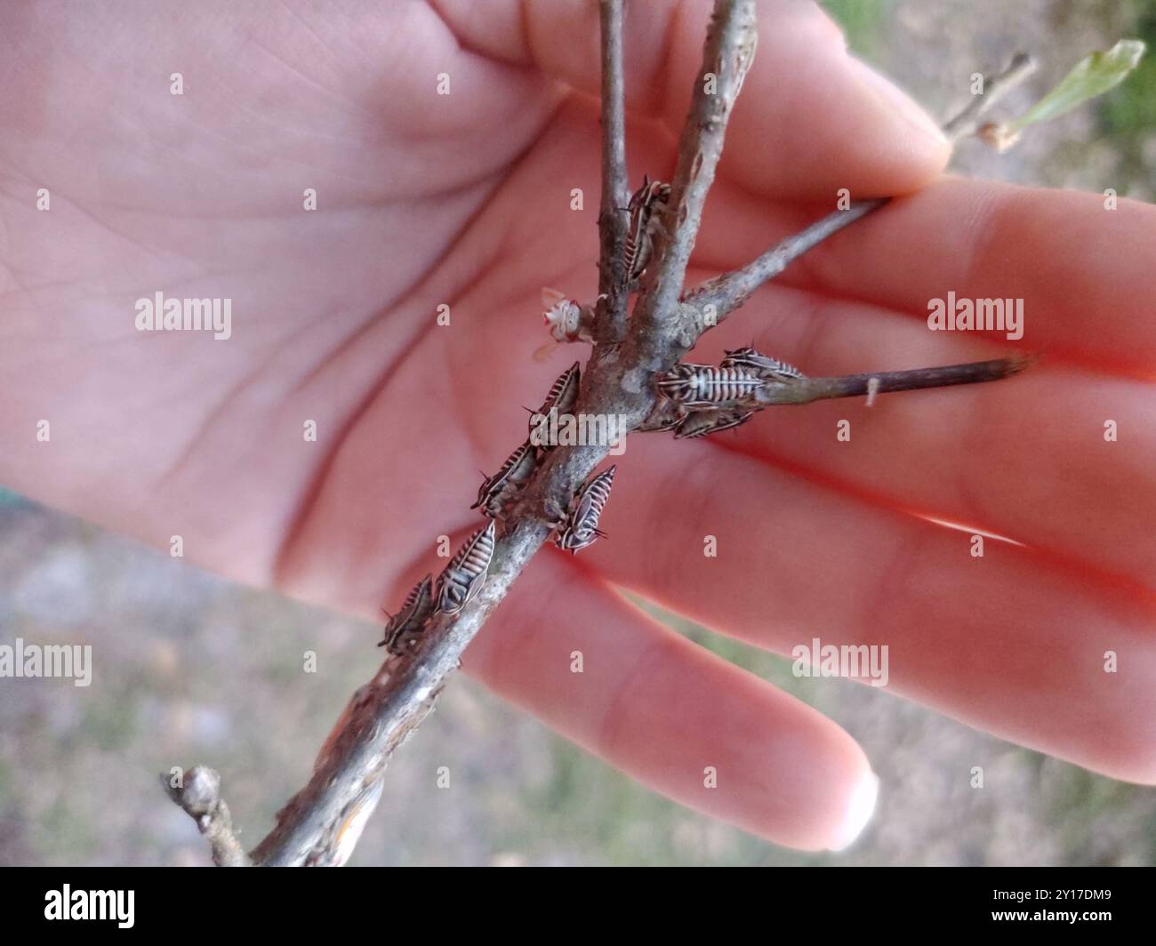 Oak Treehopper (Platycotis vittata) Insecta Stock Photo - Alamy