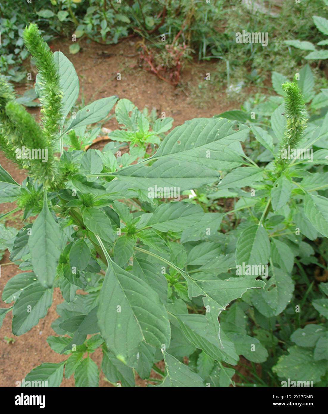 Redroot Amaranth (Amaranthus retroflexus) Plantae Stock Photo - Alamy