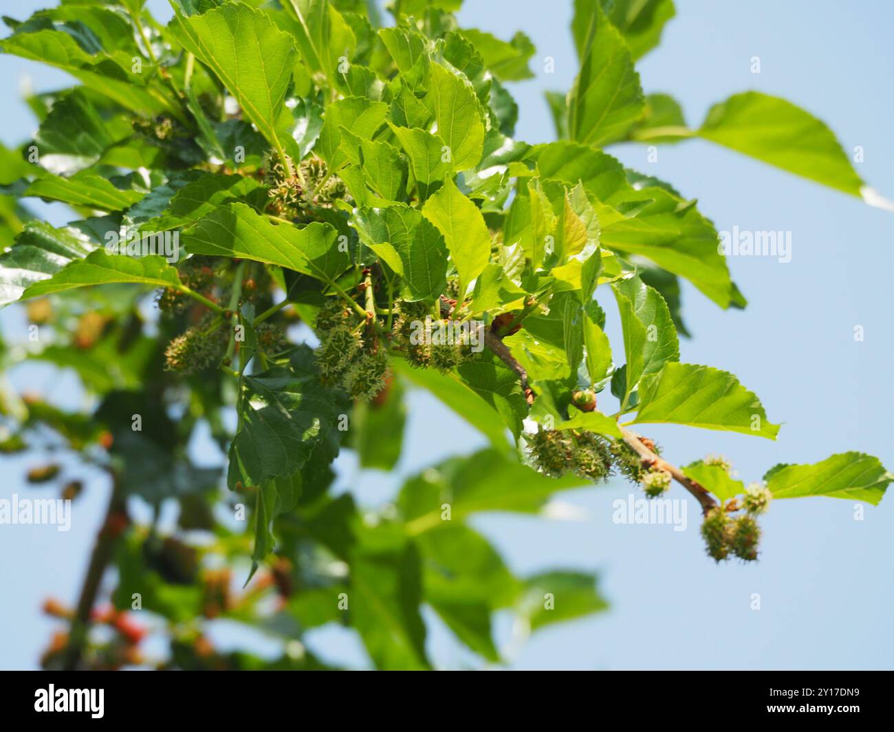 Korean mulberry (Morus indica) Plantae Stock Photo - Alamy