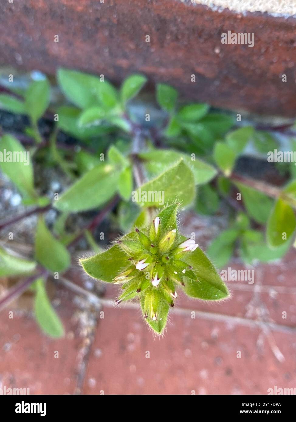 Sticky mouse-ear chickweed (Cerastium glomeratum) Plantae Stock Photo ...