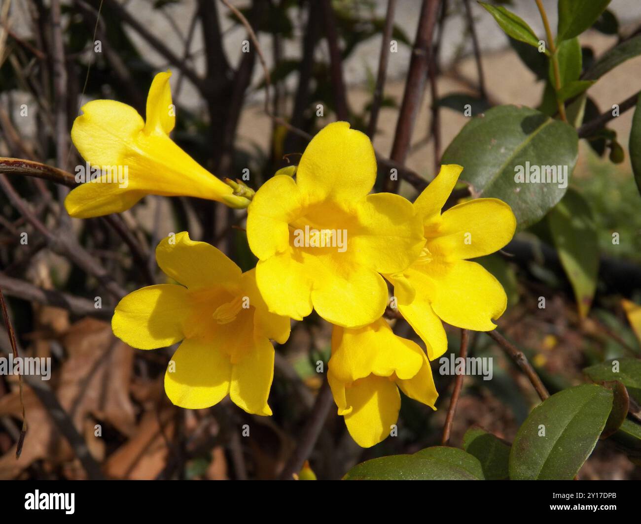 yellow jessamine (Gelsemium sempervirens) Plantae Stock Photo - Alamy